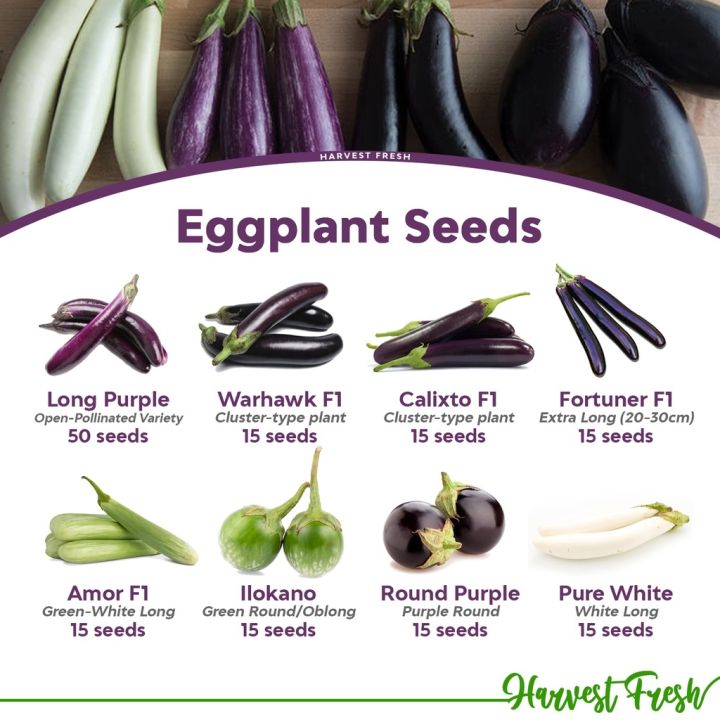Eggplant Seeds Long Purple Talong Calixto F1 Warhawk Ilocano Bilog ...