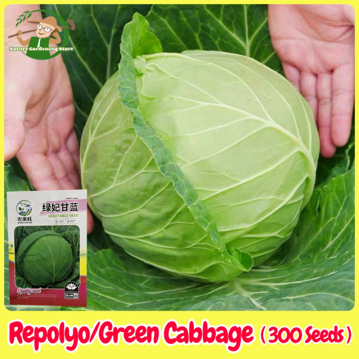 Fresh Organic Green Cabbage Seeds for Planting (300 Seed) Benih Kubis ...