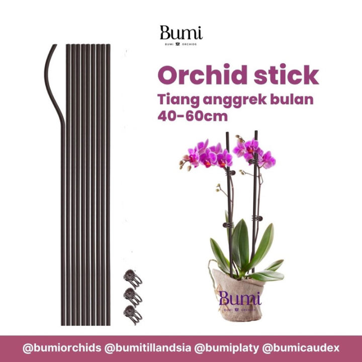 Tangkai Tiang Besi Anggrek Bulan Orchid Stuck Batang Dahan Tanaman Bumi ...