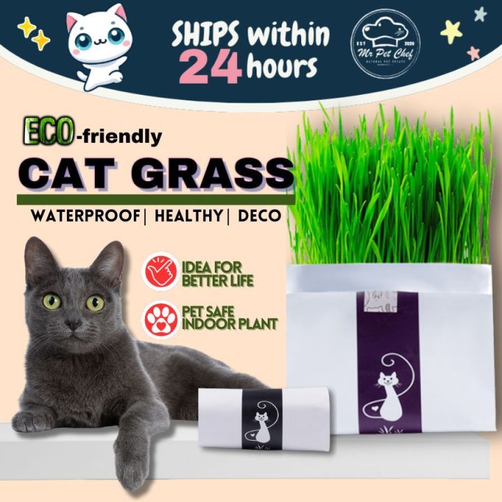 Grass Cat Grass Seed Benih Rumput Kucing Benih 猫草 Cat Plant Wheat Grass ...