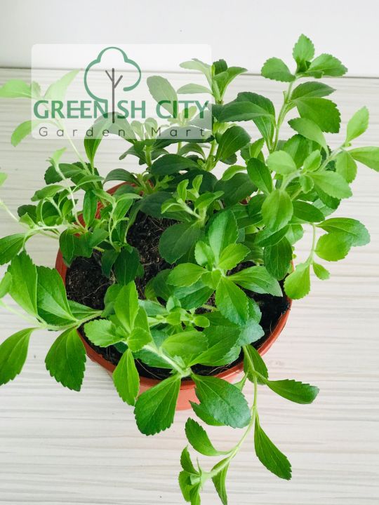 [PRE-ORDER] GardenMart4U Stevia Herbs Candy Leaf Herb Plant Pokok Herba ...