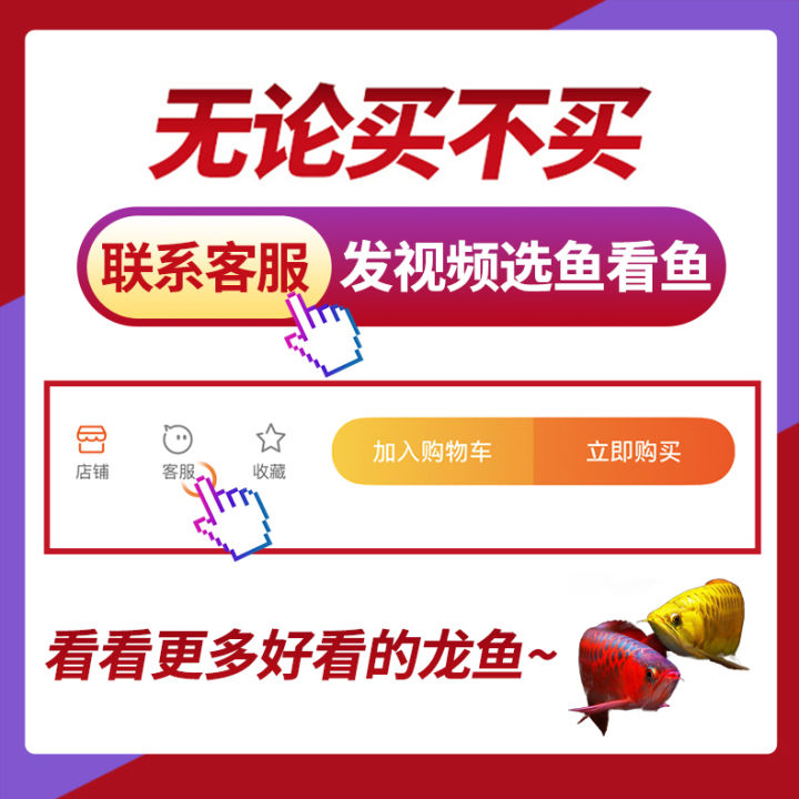 Indonesian arowana arowana small fry yellowed silver arowana live fish ...