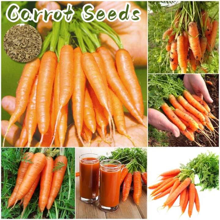 [Easy to grow in Philippines] High Yield Carrot Seeds F1 Hybrid Seeds ...
