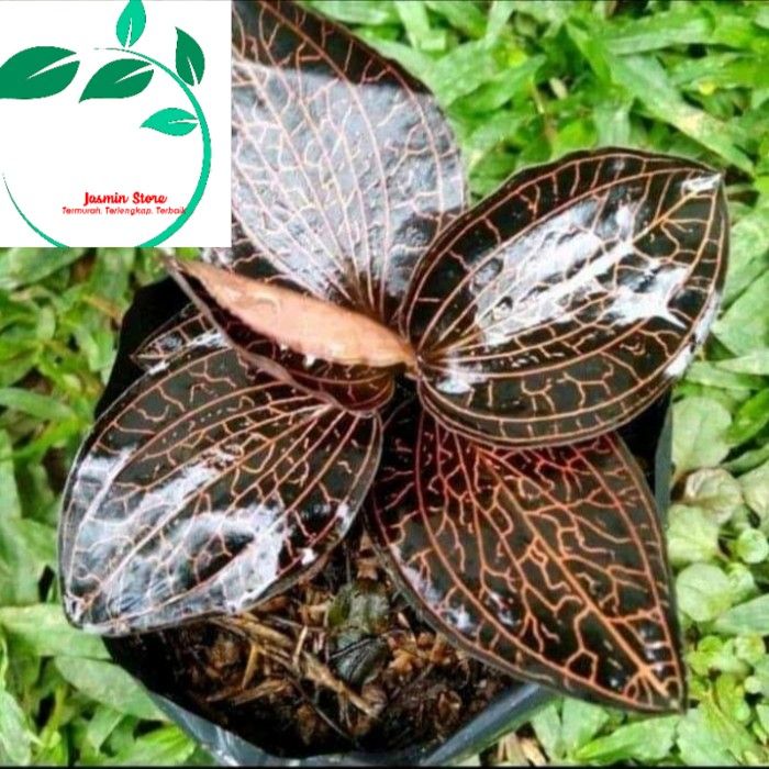 Anggrek tanah jewel orchid merah tanaman unik indah dan langka | Lazada ...