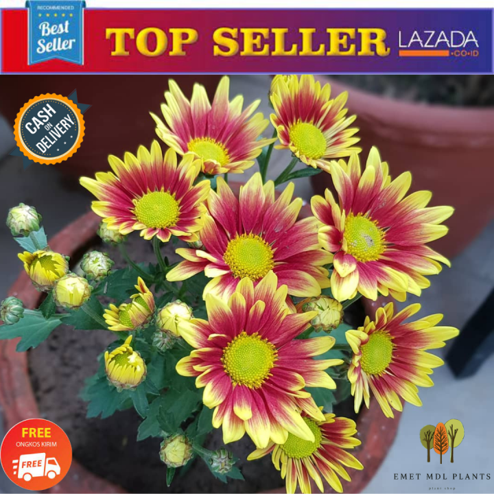 [PILIH WARNA] TANAMAN HIAS BUNGA KRISAN ASTER BATIK BUNGA ASTER PUTIH UNGU KUALITAS PREMIUM ...