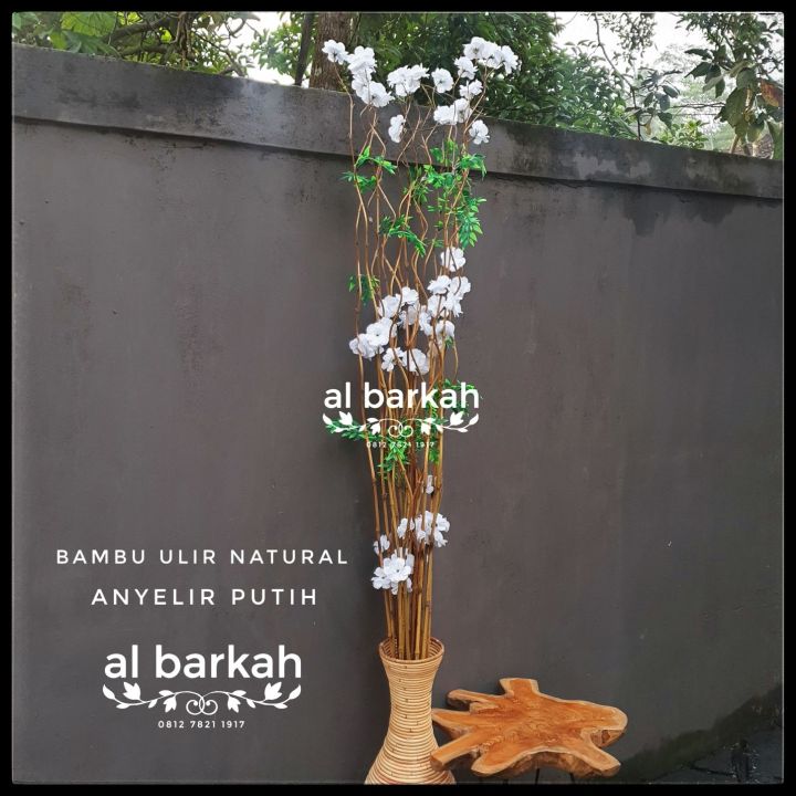 15 Batang Bambu Ulir Natural Anyelir Putih 150 cm (Belum Termasuk Vas ...