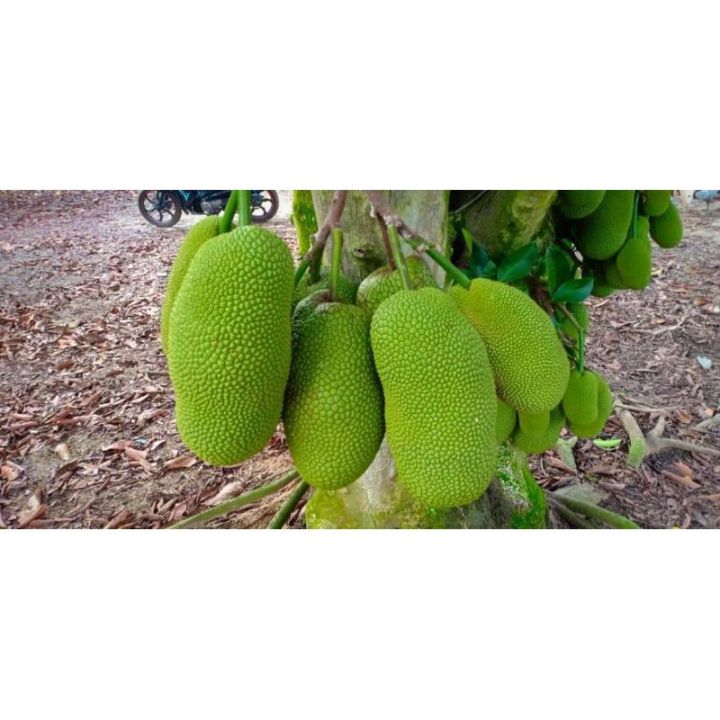 【Live Plant】Pokok cempedak gula merah/ 红密尖不拉树苗 1~1.5ft | Lazada