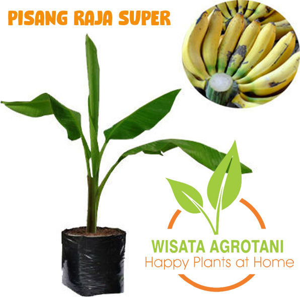 Paket 4 Bibit Pisang Pohon Pisang Raja dan Pisang Cavendish Wisata ...