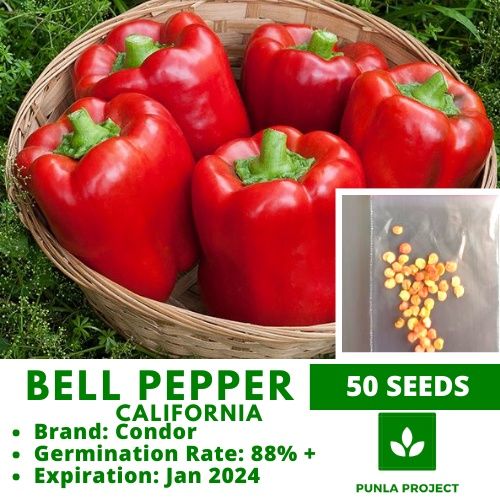 bei/ BELL PEPPER (50seeds)California Wonder vegetables repacked seeds ...