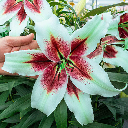 3 หัว ดอกลิลลี่ (Lily bulbs) ดอกไม้สื่อถึง ความรักที่บริสุทธิ์ อ่อนหวาน ...