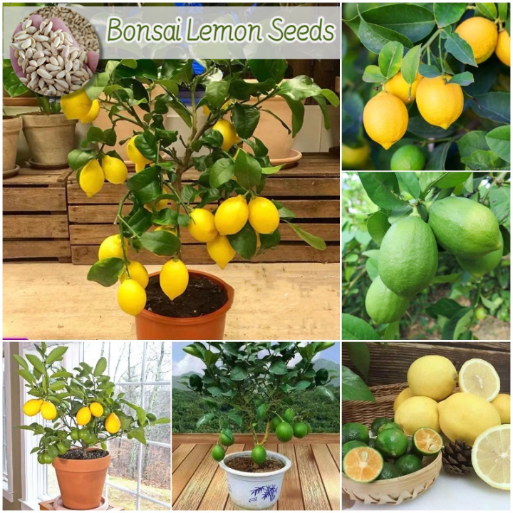 [Easy to grow in Malaysia] Biji Benih Dwarf Lemon Seeds for Planting (20pcs/bag) Fresh Fruit ...