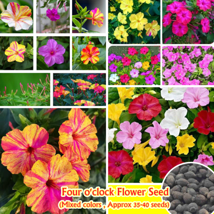 Mirabilis Jalapa 50-100pcs/pack Rare Colorful Four O'clock Flower Seeds ...