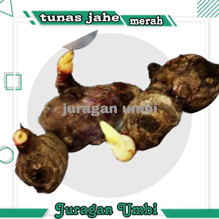 Tunas jahe Merah Kualitas Unggul Siap tanam | Lazada Indonesia