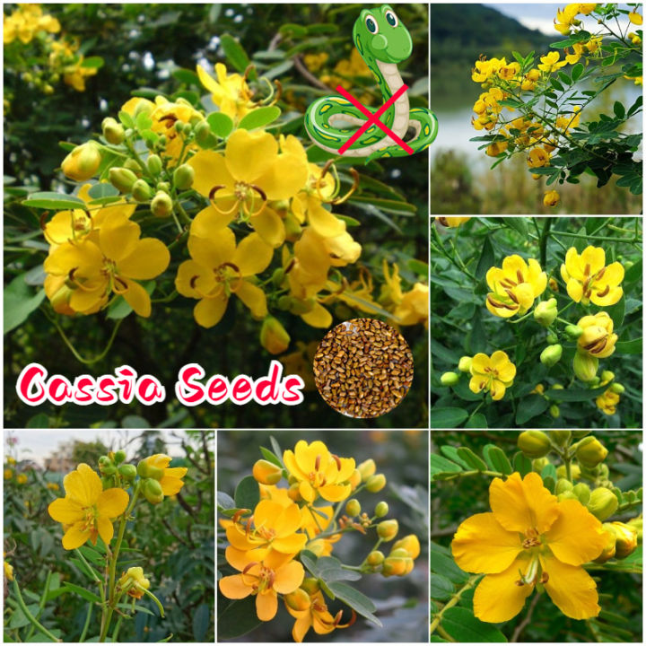 [Easy to grow in Malaysia] Cassia Flower Plant Seeds Cassia Herbs Seeds ...