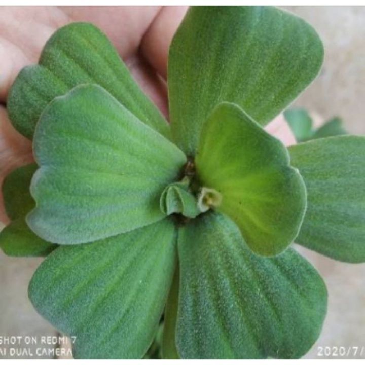 Tanaman air apung apung/kapu-kapu,kiambang | Lazada Indonesia