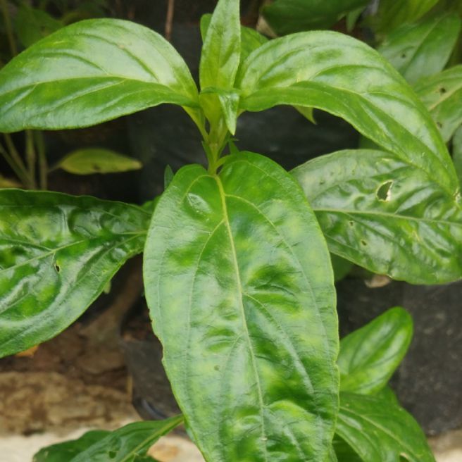 Serpentina Plant | Lazada PH