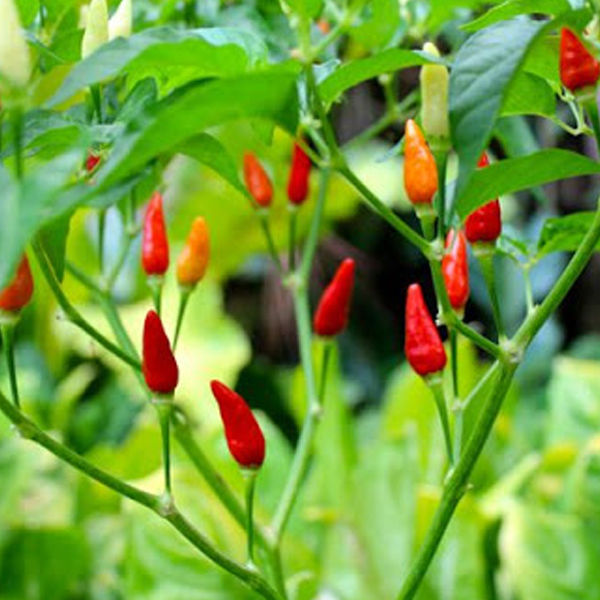 Mini Native Labuyo Pepper Seeds - Chili Pepper Seeds(It's a seed, not a ...