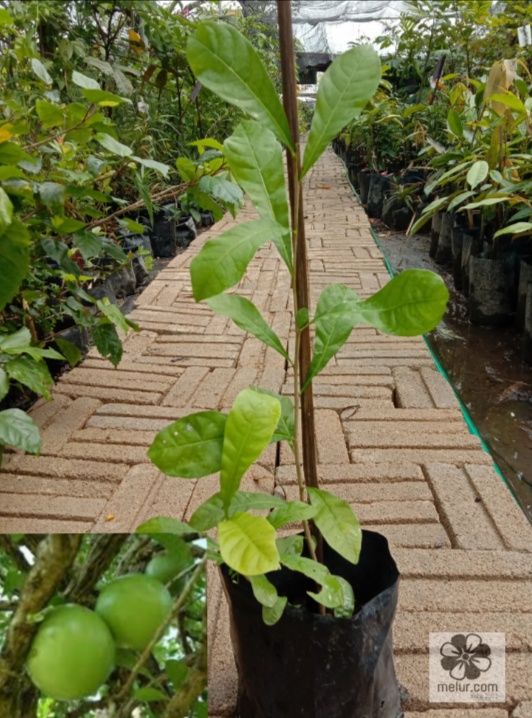 MDC- [ Buah ] ANAK POKOK Labu Kayu / Ank Pokok Buah Maja | Lazada