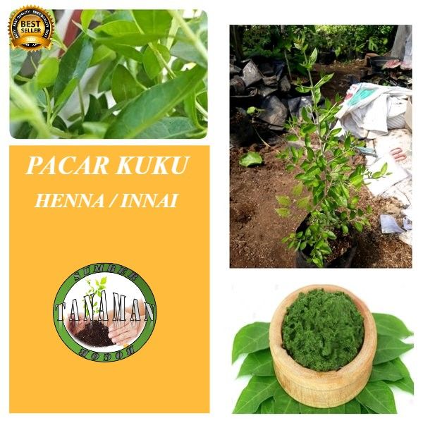 BIBIT POHON TANAMAN DAUN PACAR KUKU / PACAR ARAB / HENNA / INNAI ...