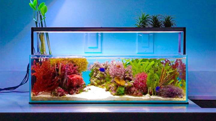 Chaeto Macroalgae for Reef Shrimp fish Tank taxifolia algae refugium ...