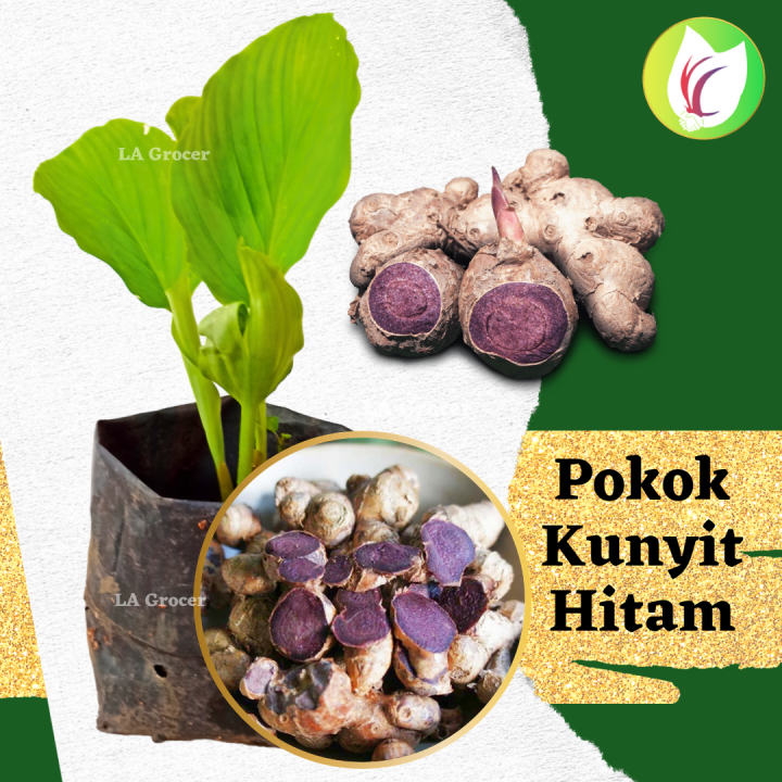 Pokok Kunyit Hitam | Lazada
