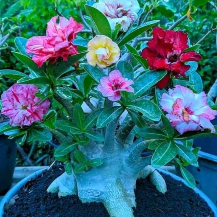 Adenium size A bunga tumpuk hasil grafting murah | Lazada Indonesia