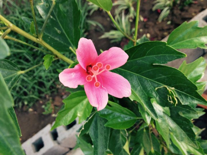 Mini Hibiscus / Pokok Bunga Raya Mini (Live Plant) [ANY COLOUR Randomly ...