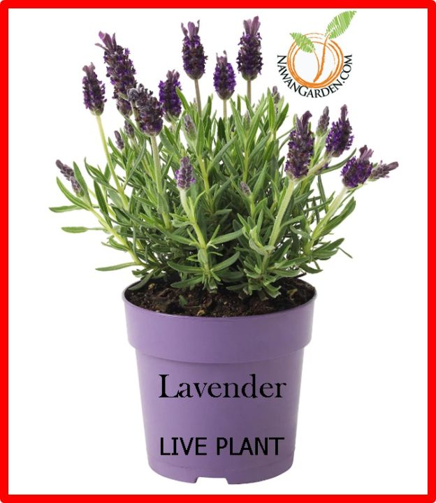[Special] Real LAVENDER potted plant (office/house) /Live Plant/ Pokok ...