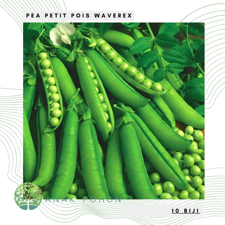 (10 Biji) Benih Bibit Biji - Pea Petit Pois Waverex Kacang Polong Seeds ...