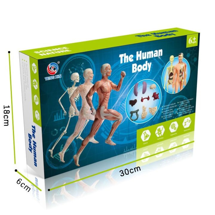 Human Body Anatomy Skeleton & Organs DIY Assembly STEM SYEAM Science ...