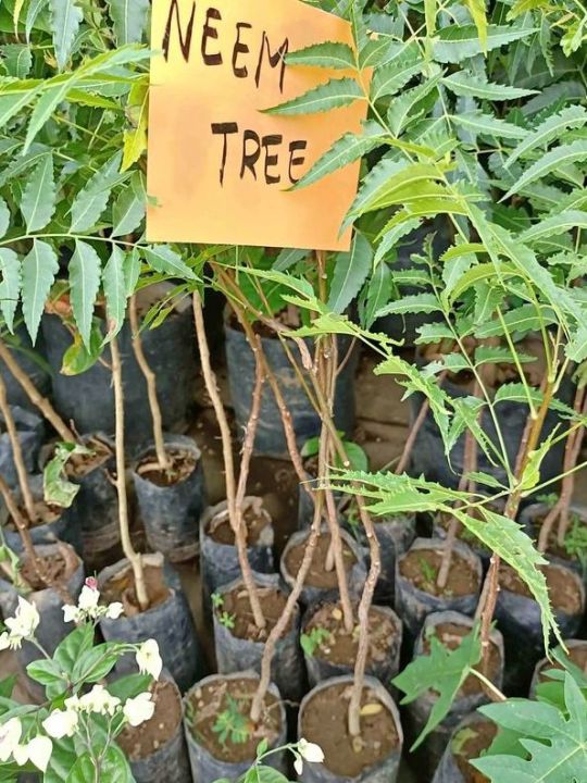 neem tree seedling | Lazada PH