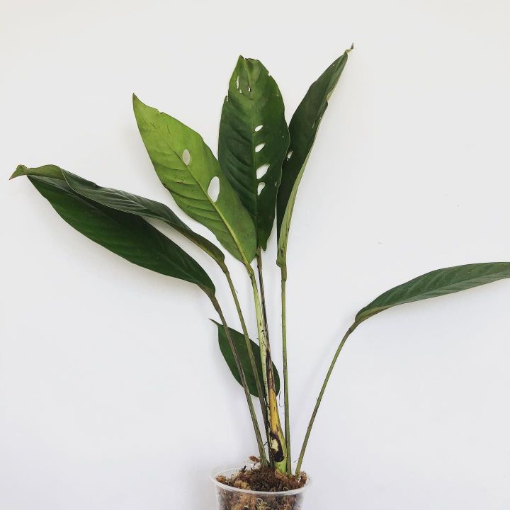 Monstera Rhaphidophora Foraminifera - Janda duda bolong | Lazada Indonesia