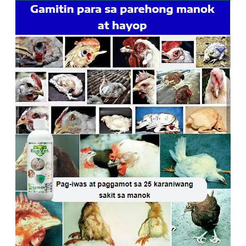 Ecovet-antibiotics 1000ml/gamot pampasigla ng mga livestock | Lazada PH