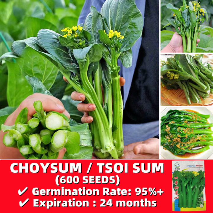 [Good Seed] พร้อมส่ง เมล็ดพันธุ์ Easy Grow Choysum Seeds เมล็ดสด 100% ...