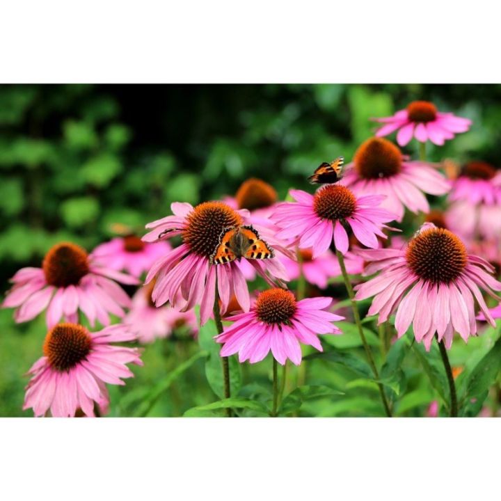 เมล็ดพันธุ์ ดอก เอ็กไคนาเซีย (Echinacea purpurea) บรรจุ 150 เมล็ด ...