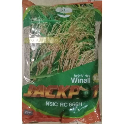 jackpot hybrid rice 3kilo | Lazada PH