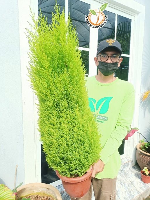 NEW [Hot Selling] Lemon Cypress GOLDCREST plant (Cupressus Macrocarpa ...