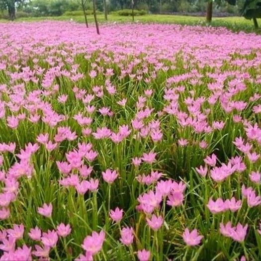 Tanaman Hias bunga rain Lily carinata pink | Lazada Indonesia