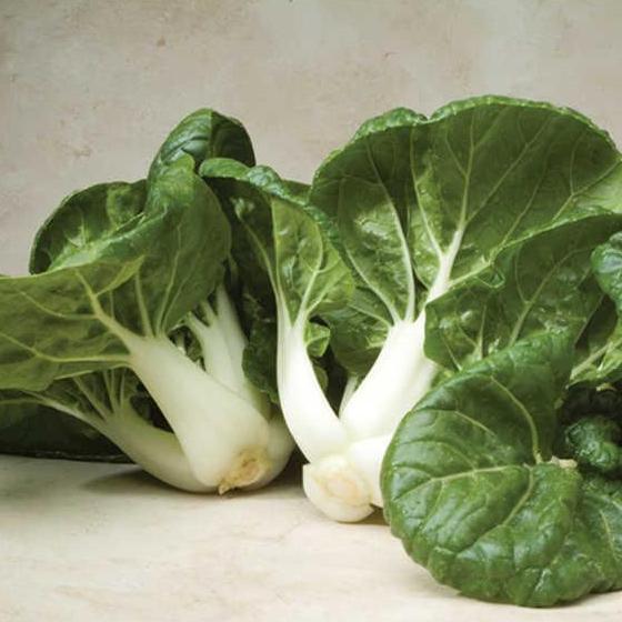 DWARF PECHAY HYBRID ( 350 seeds ) - Baby Pechay / Mini Pechay | Lazada PH