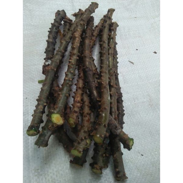 Fresh Makabuhay stem ( Panyawan) 100 grams | Lazada PH