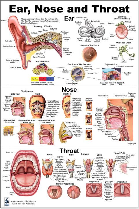 Ear Nose Throat Anatomy Poster Otolaryngology | Lazada