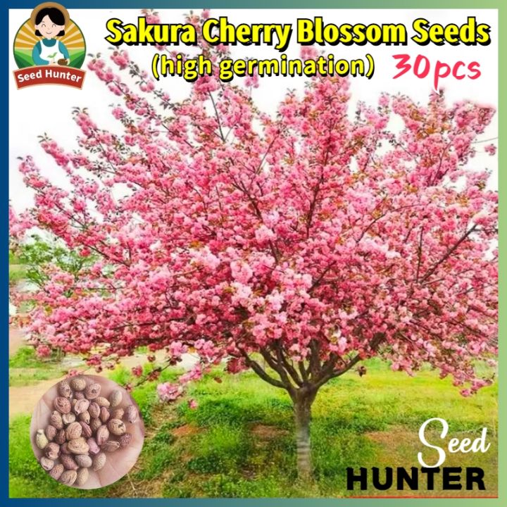 Fresh Japanese Sakura Seeds for Planting Flowers (Mixed Color 30 Seed ...