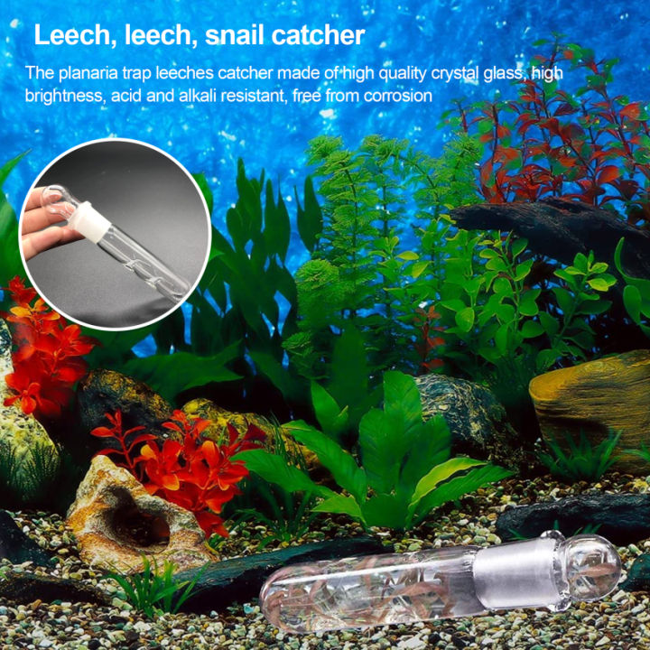 Glass Shrimp Trap 2 Pack Glass Planaria Trap - 3 Hole Design For ...