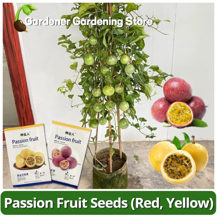 100% Original Rare Passion Fruit Seeds for Planting (Red, Golden) Dwarf ...