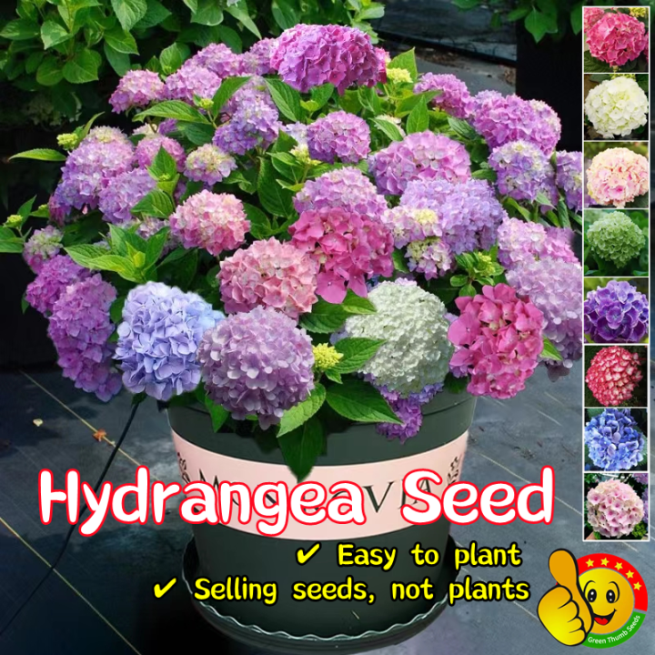 100% Original Mixed Colors Hydrangea Seeds (Fresh 50pcs Seeds) 混色绣球花种子 ...