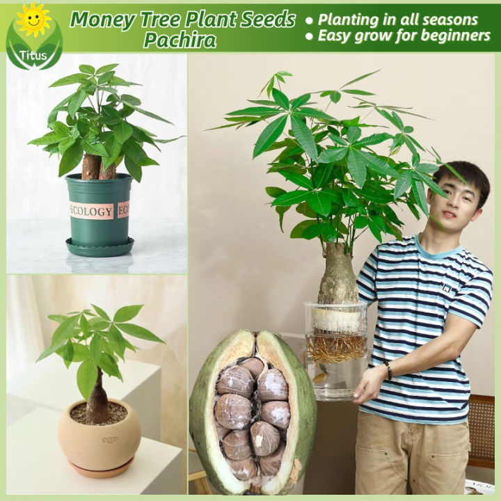 [Fast Growing Seeds] Fresh Pachira Money Tree Plant Seeds for Planting & Gardening (2pcs/pack ...