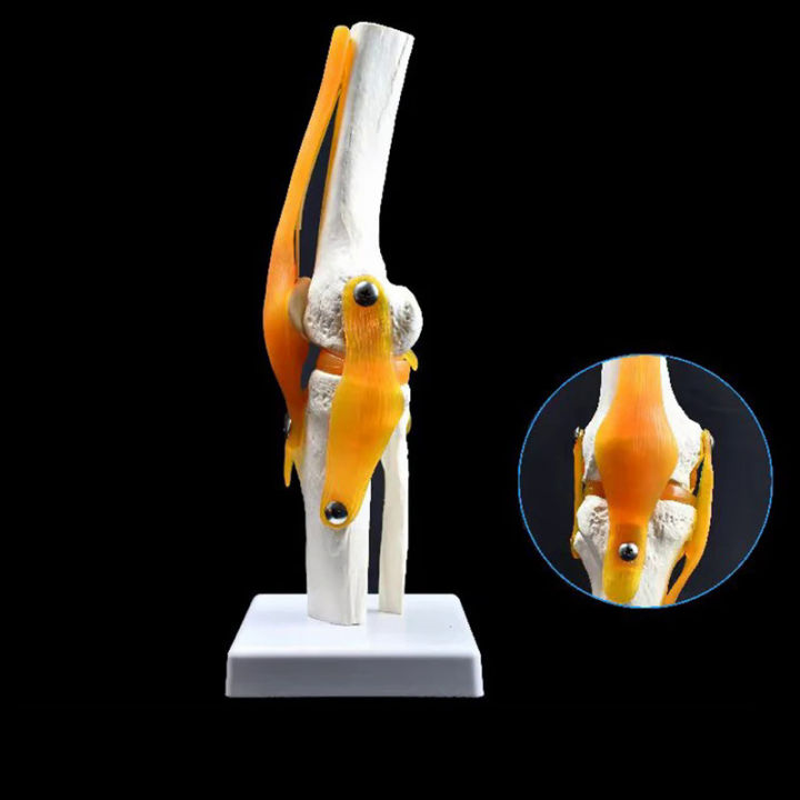 #1:1 Flexible Knee Joint Model with Ligaments and Base Femur Tibia and ...