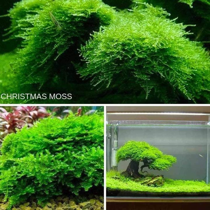 🍃BUY 5 FREE 1 !!!!!🍃 Pelia Moss/Java Moss/Christmas Moss loose Aquatic ...
