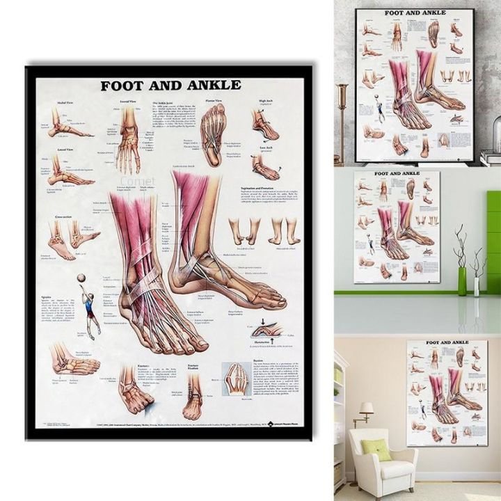 Human Body Chart Anatomy Foot And Ankle Poster Anatomical Chart Human Body Educational for Human ...