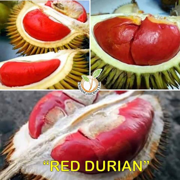 [RARE] Benih POKOK DURIAN ISI MERAH SABAH RED DURIAN (Durio Graveolens ...